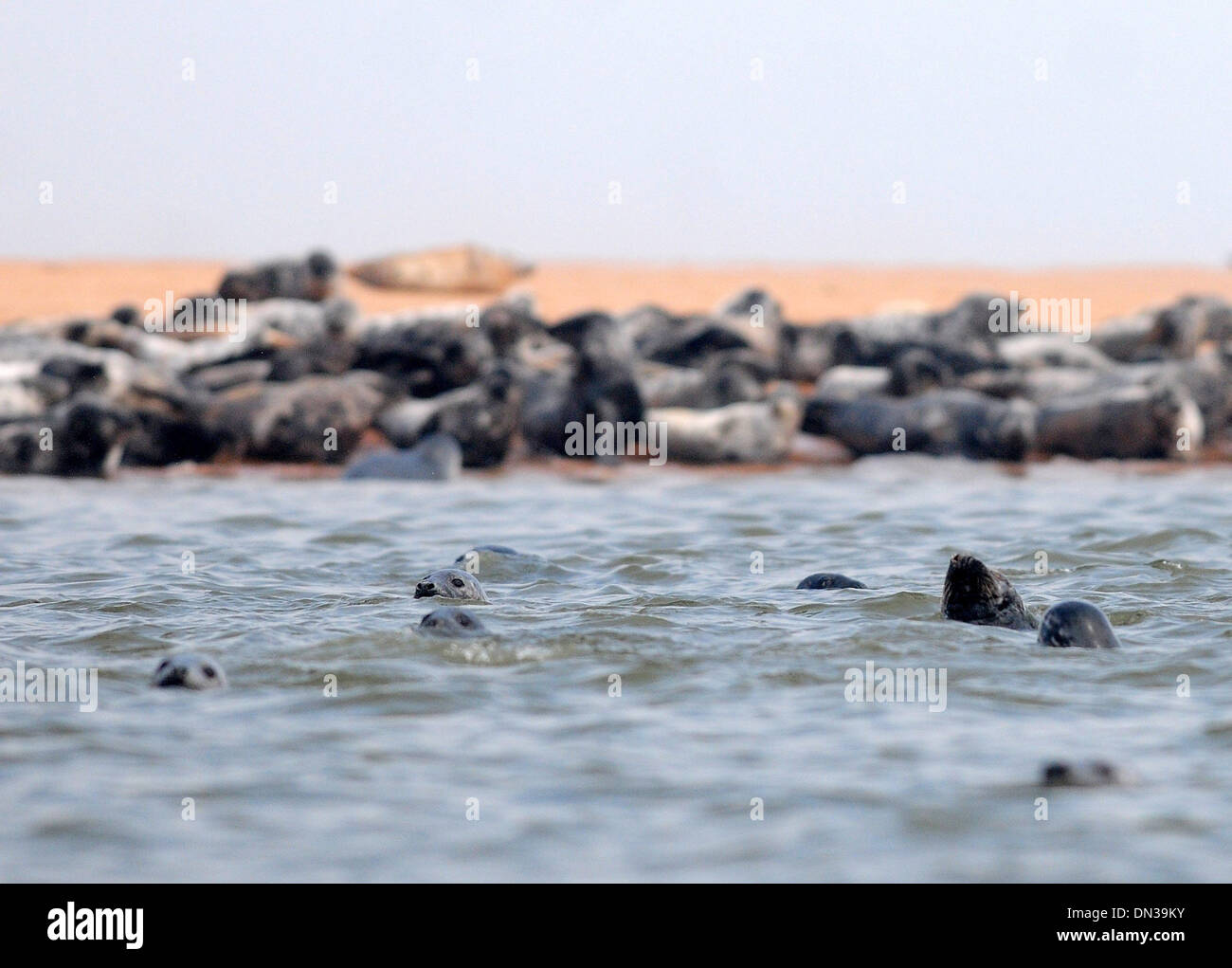 Newburgh seals beach hi-res stock photography and images - Alamy
