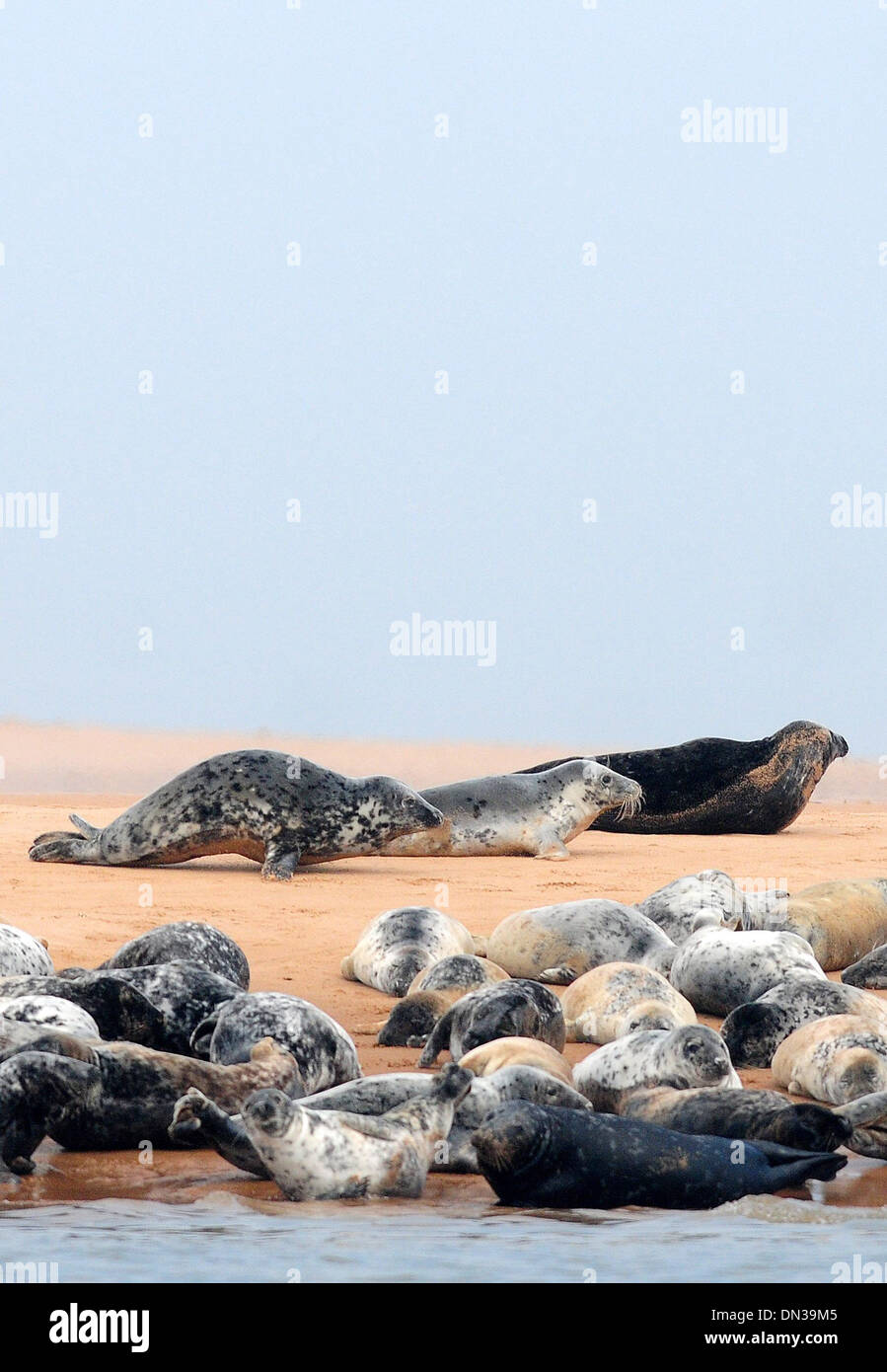 Newburgh seals beach hi-res stock photography and images - Alamy