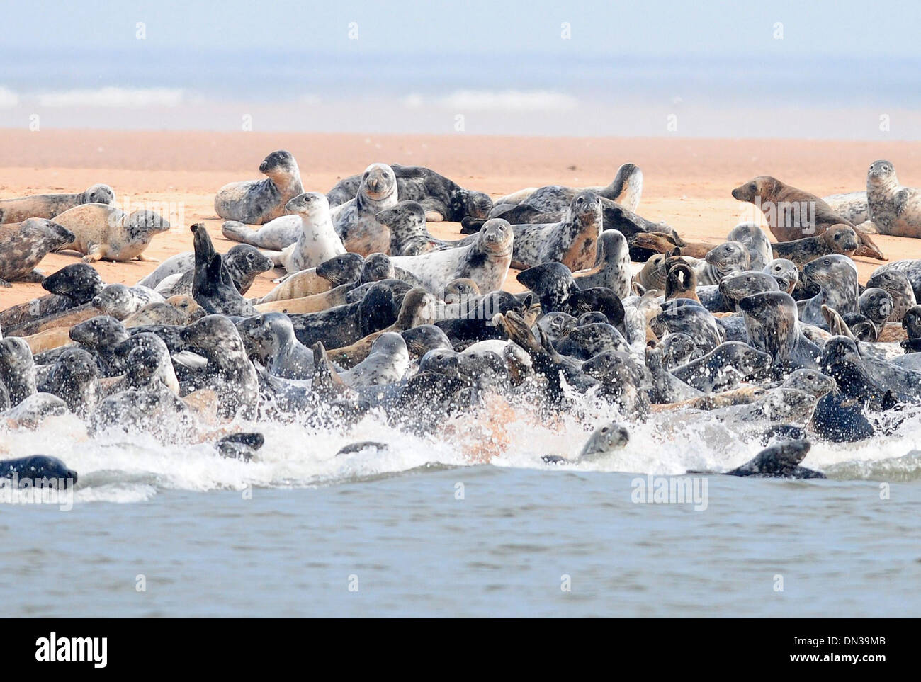 Newburgh seals beach hi-res stock photography and images - Alamy