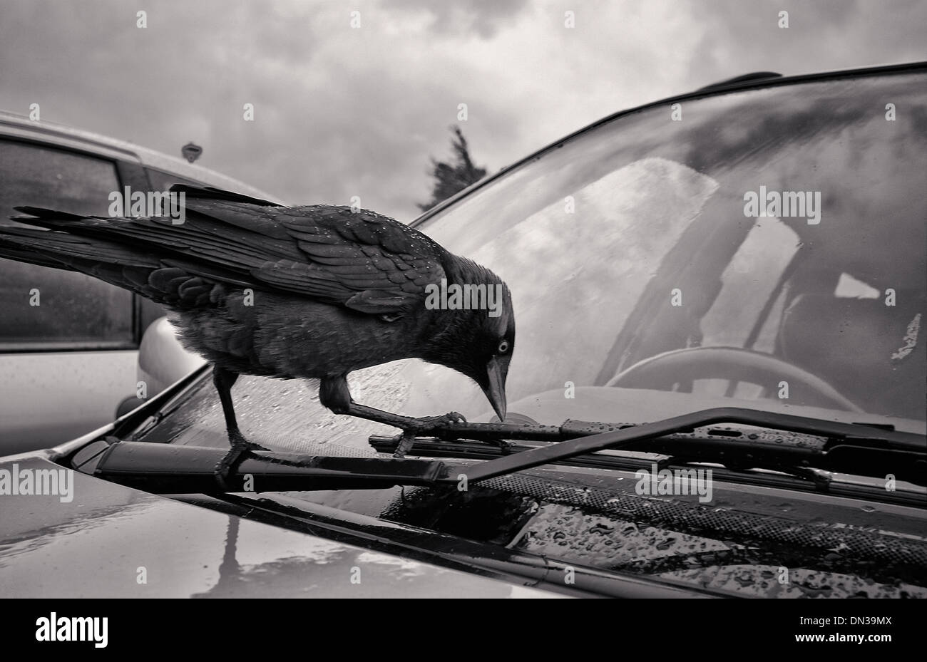 Corvid playing hi-res stock photography and images - Alamy