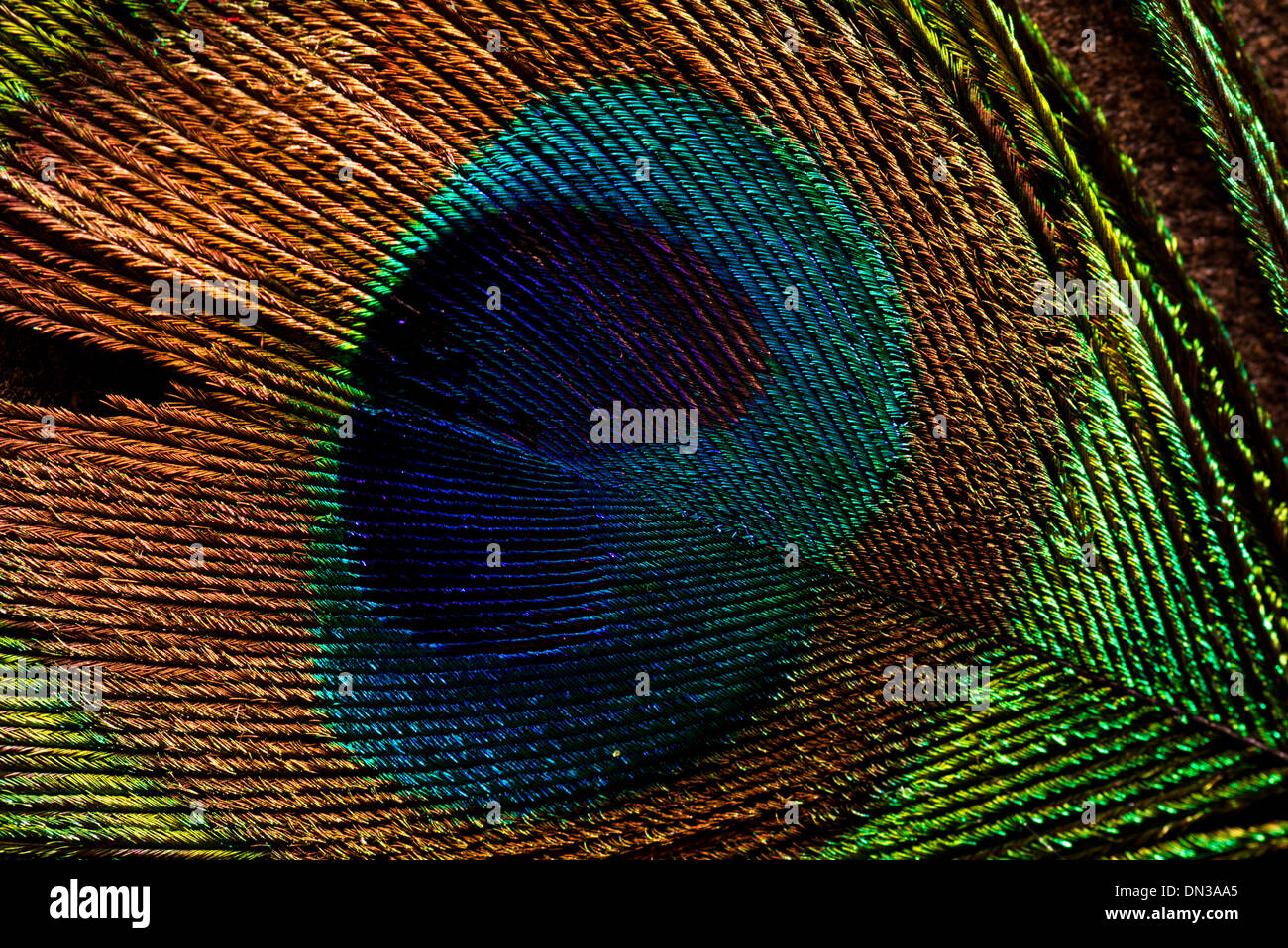 Peacock texture hi-res stock photography and images - Alamy