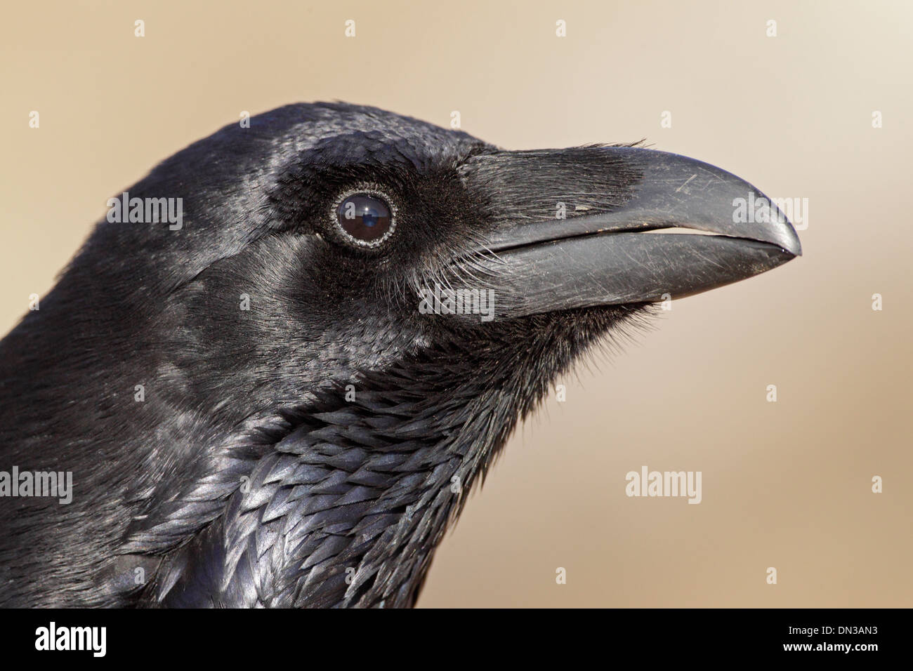 Raven head hi-res stock photography and images - Alamy