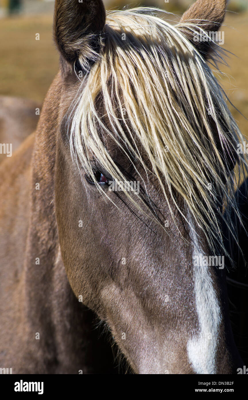 Horse face close detail hi-res stock photography and images - Alamy