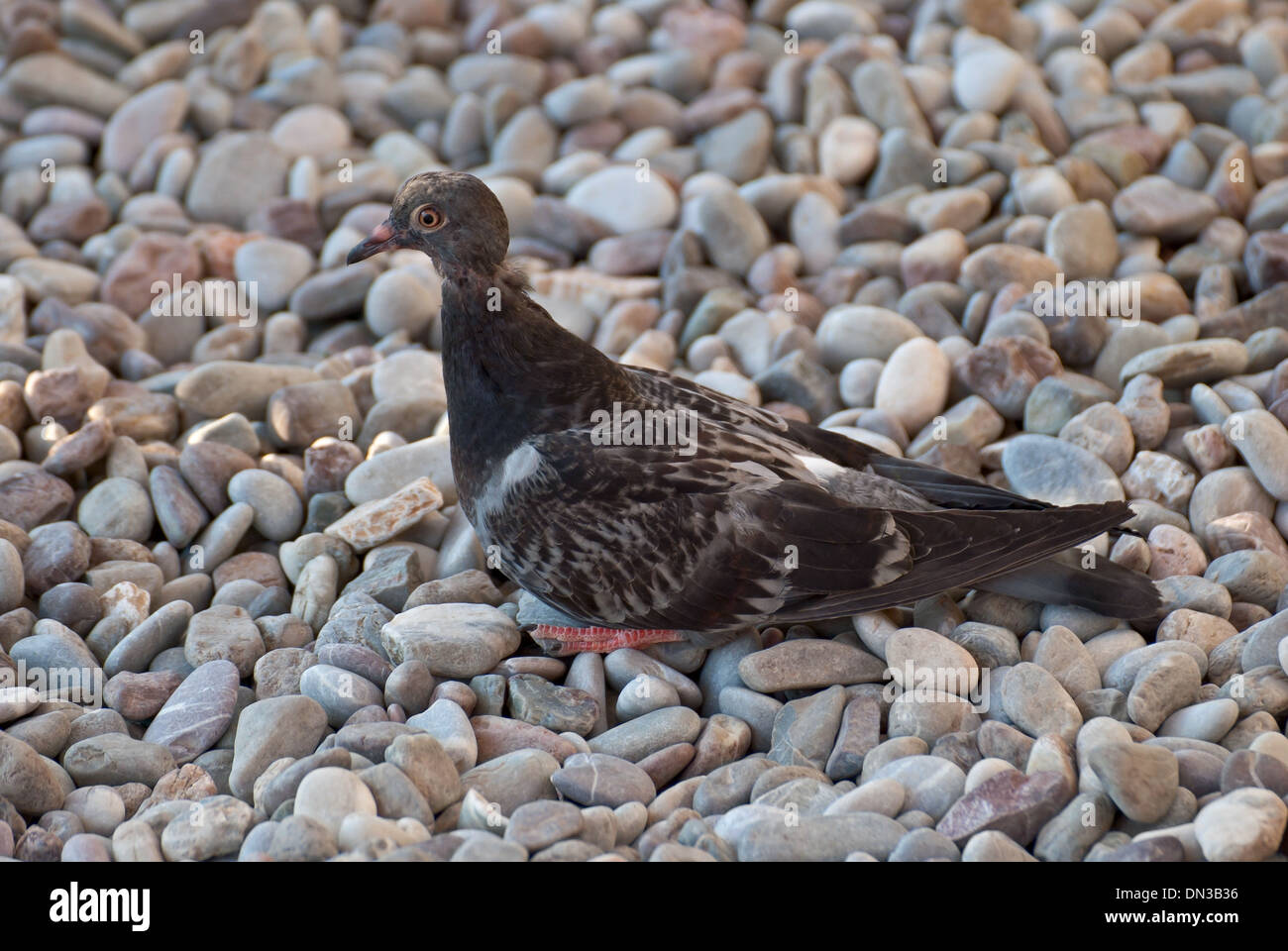 Greek dove. Shot against the background of sea pebbles Stock Photo - Alamy
