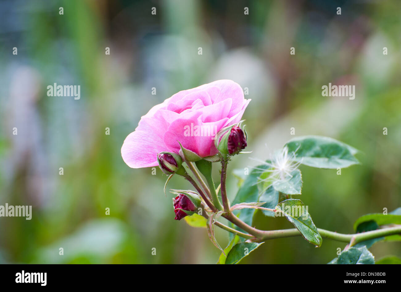 Beautiful pink rose in the garden Stock Photo - Alamy