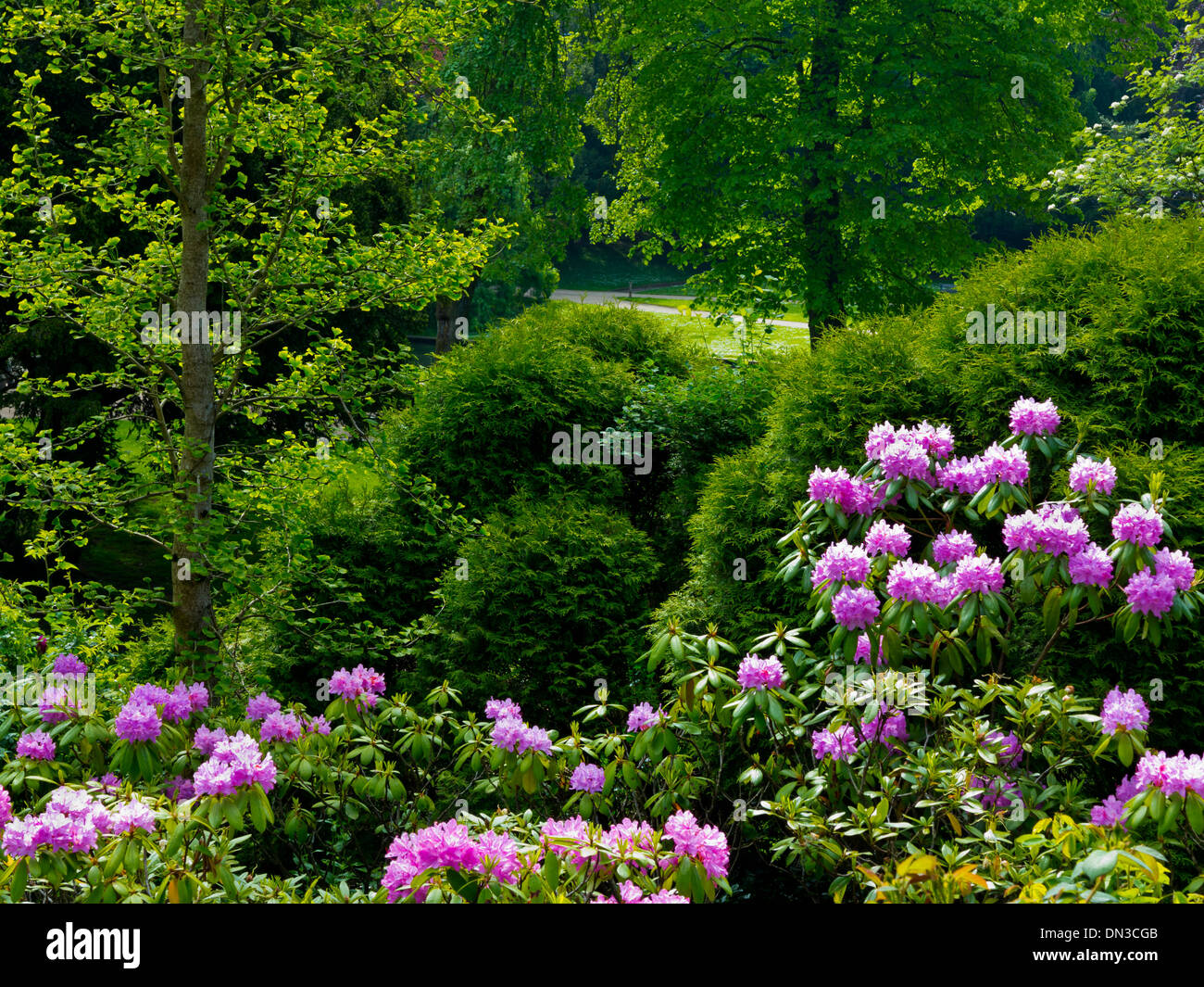 Pink rhododendrons growing in Pavilion Gardens in Buxton High Peak ...