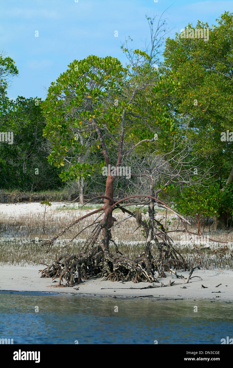 Kenya mangrove hi-res stock photography and images - Alamy