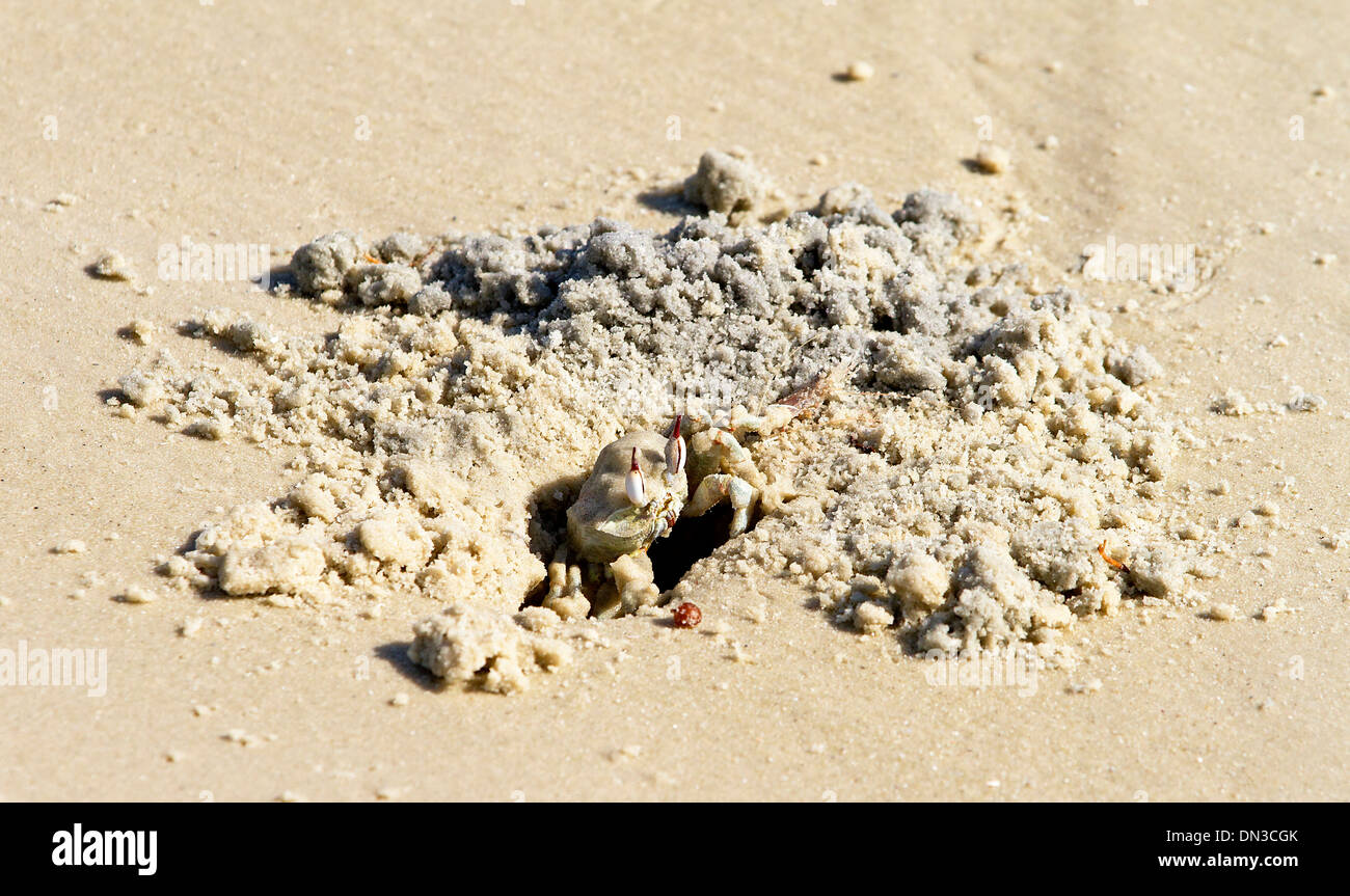 Crab is digging out on the beach Stock Photo - Alamy