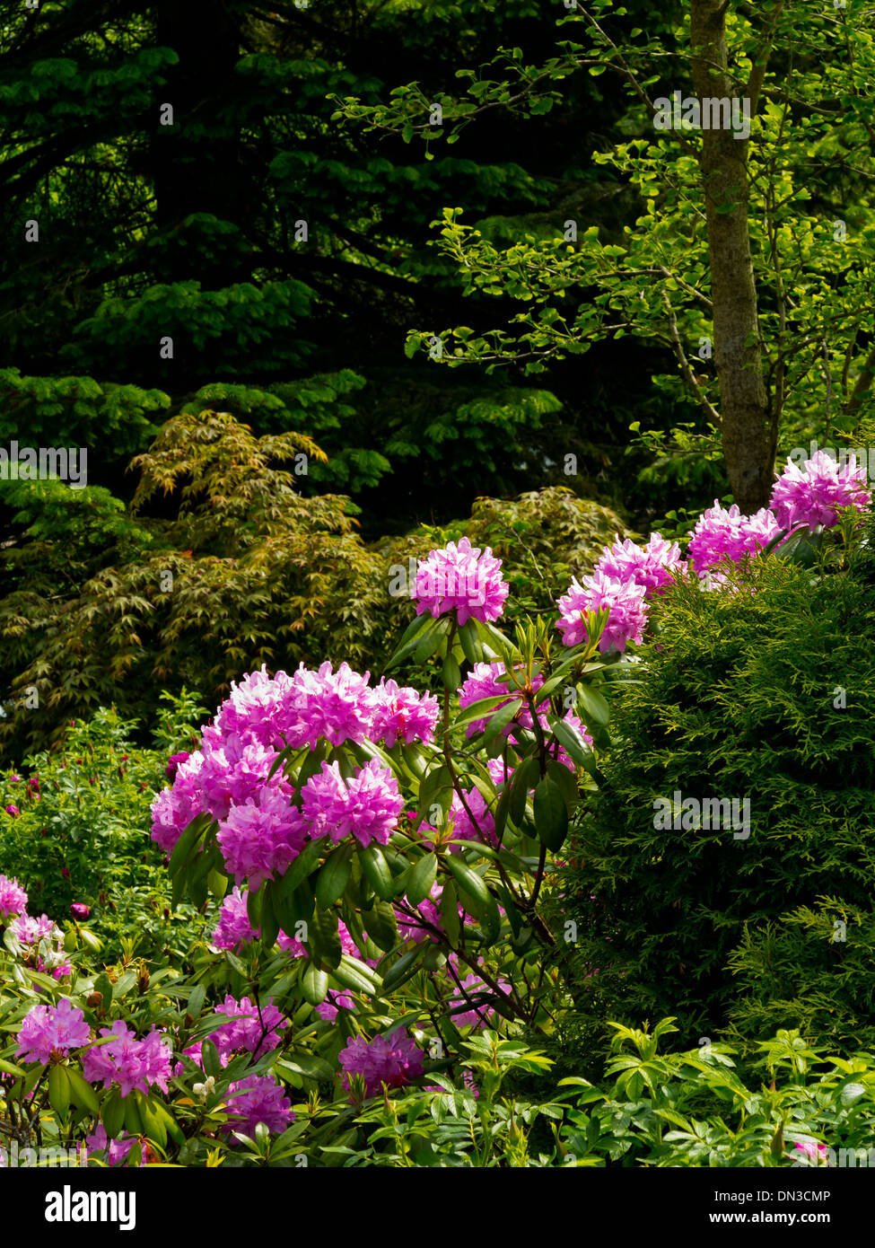 Pink rhododendrons growing in Pavilion Gardens in Buxton High Peak ...