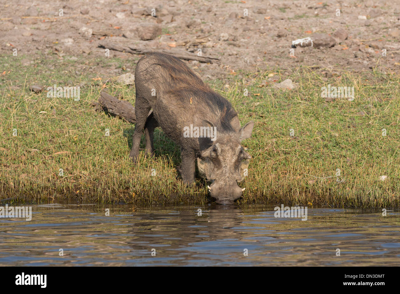 Warthog phacochoerus africanus isolated hi-res stock photography and ...