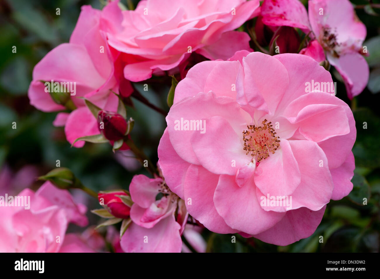 Beautiful pink rose in the garden Stock Photo - Alamy