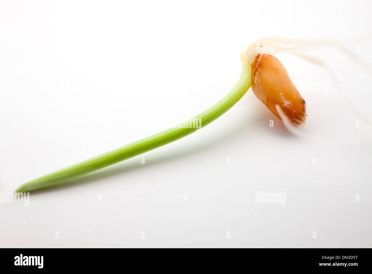 Cereal root germinate agriculture hi-res stock photography and images ...