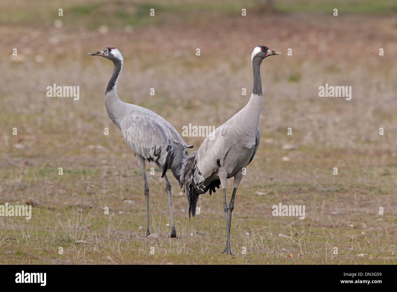 Two adult Common Cranes Stock Photo - Alamy