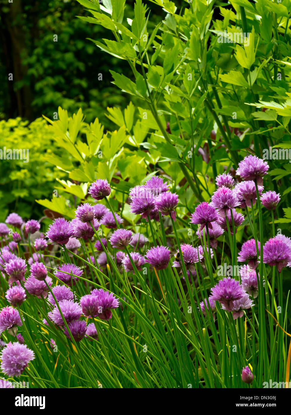 Medieval herb garden hi-res stock photography and images - Alamy