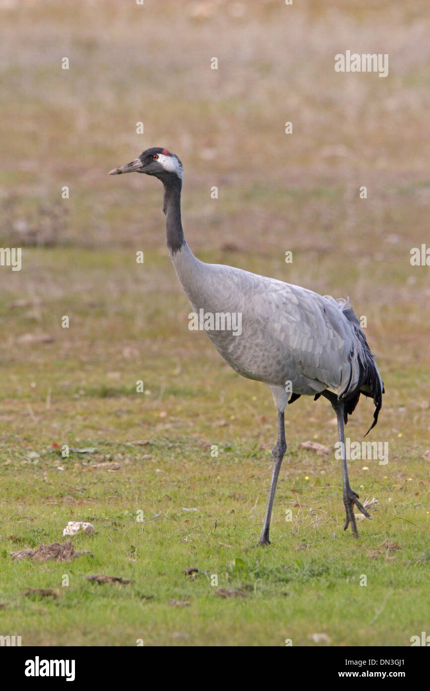 Adult Common Crane Stock Photo - Alamy