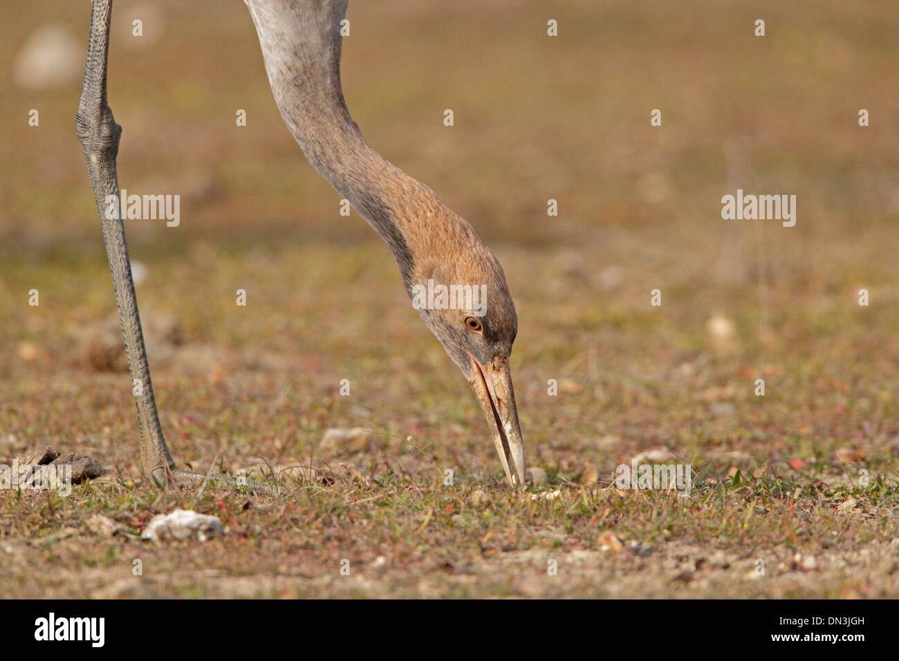 Probing the ground for food hi-res stock photography and images - Alamy