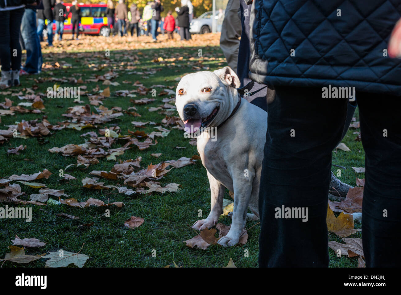 People and their pet dog Stock Photo - Alamy