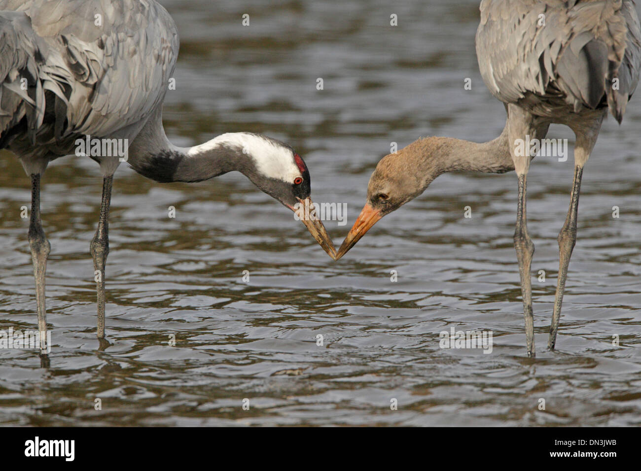 Adult Common Crane feeding a juvenile Common Crane with an acorn Stock ...
