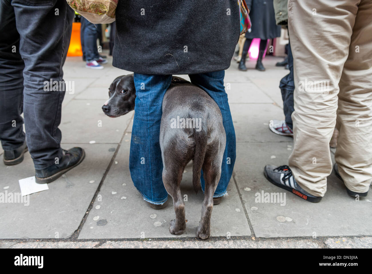 People and their pet dog Stock Photo - Alamy