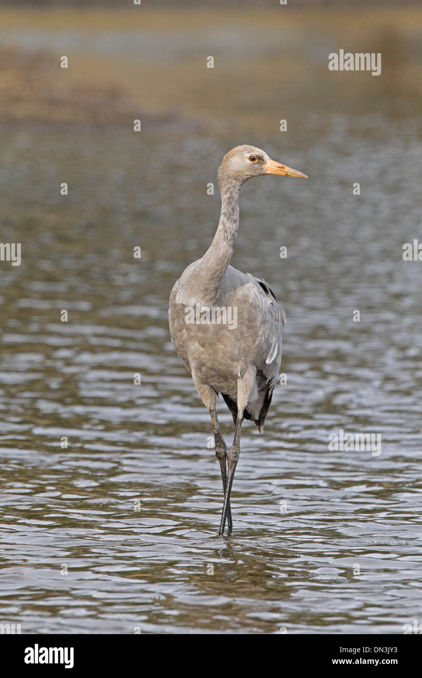 Crane pond hi-res stock photography and images - Alamy
