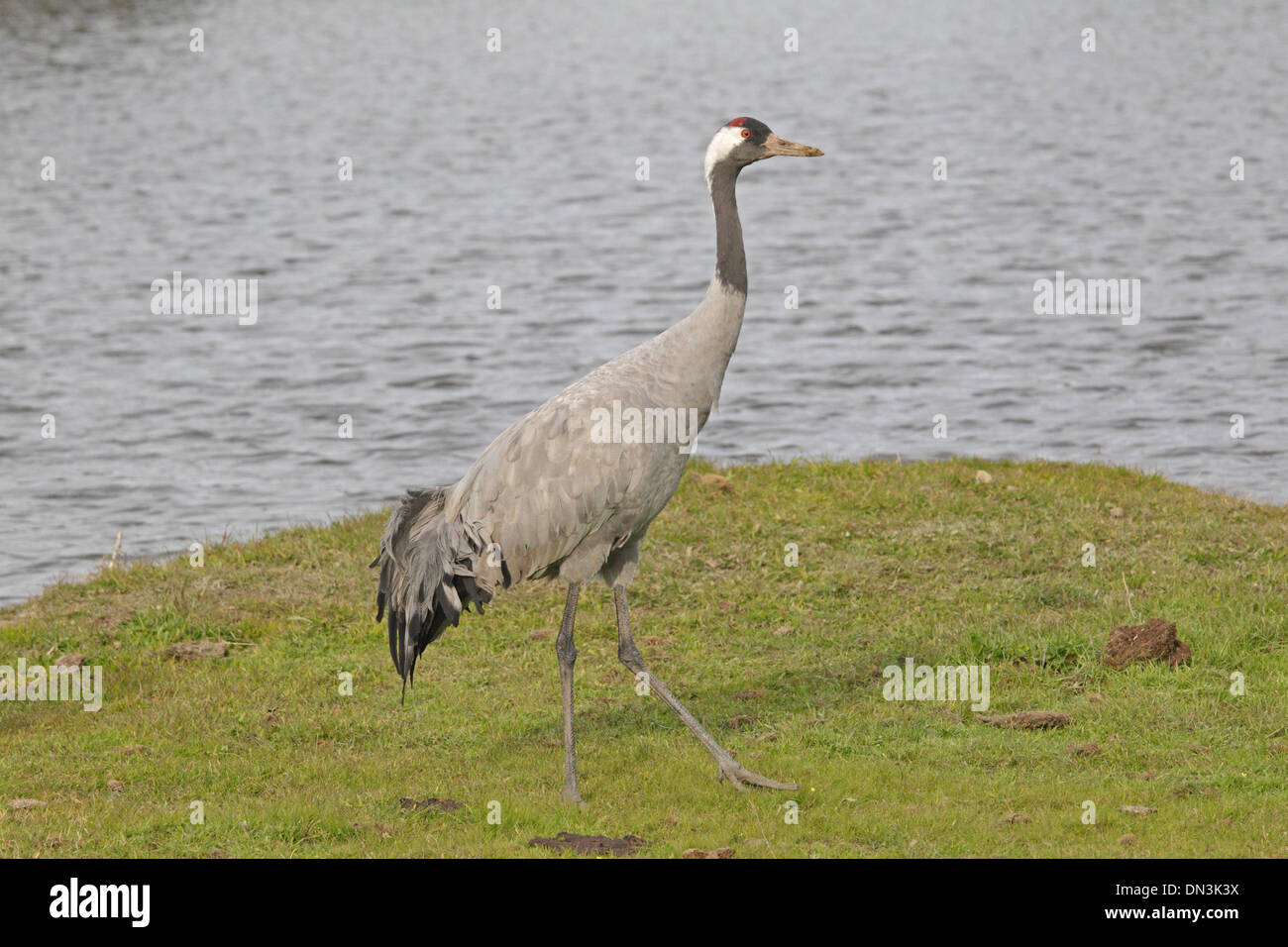 Adult crane hi-res stock photography and images - Alamy