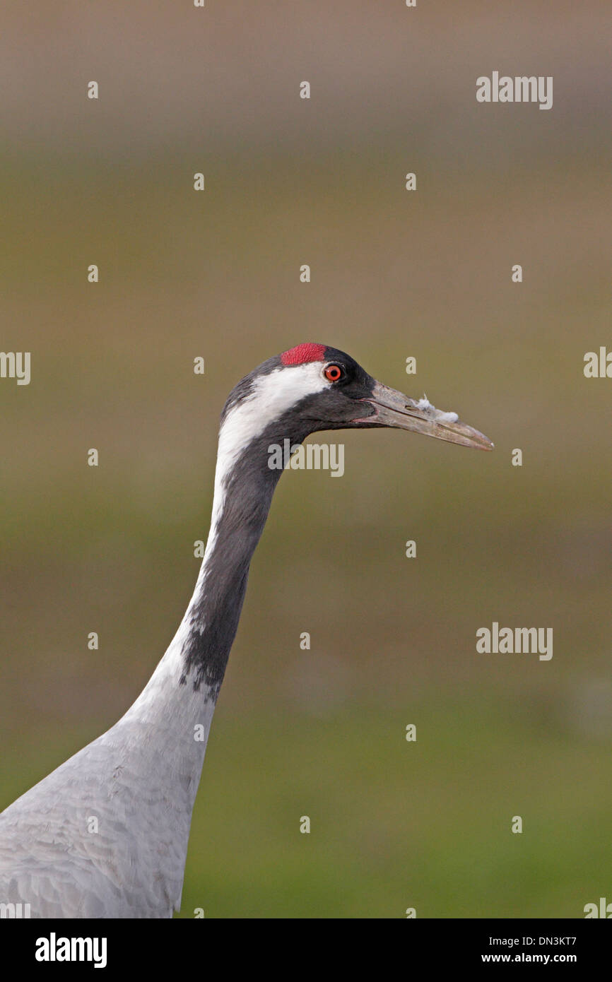 Adult crane hi-res stock photography and images - Alamy