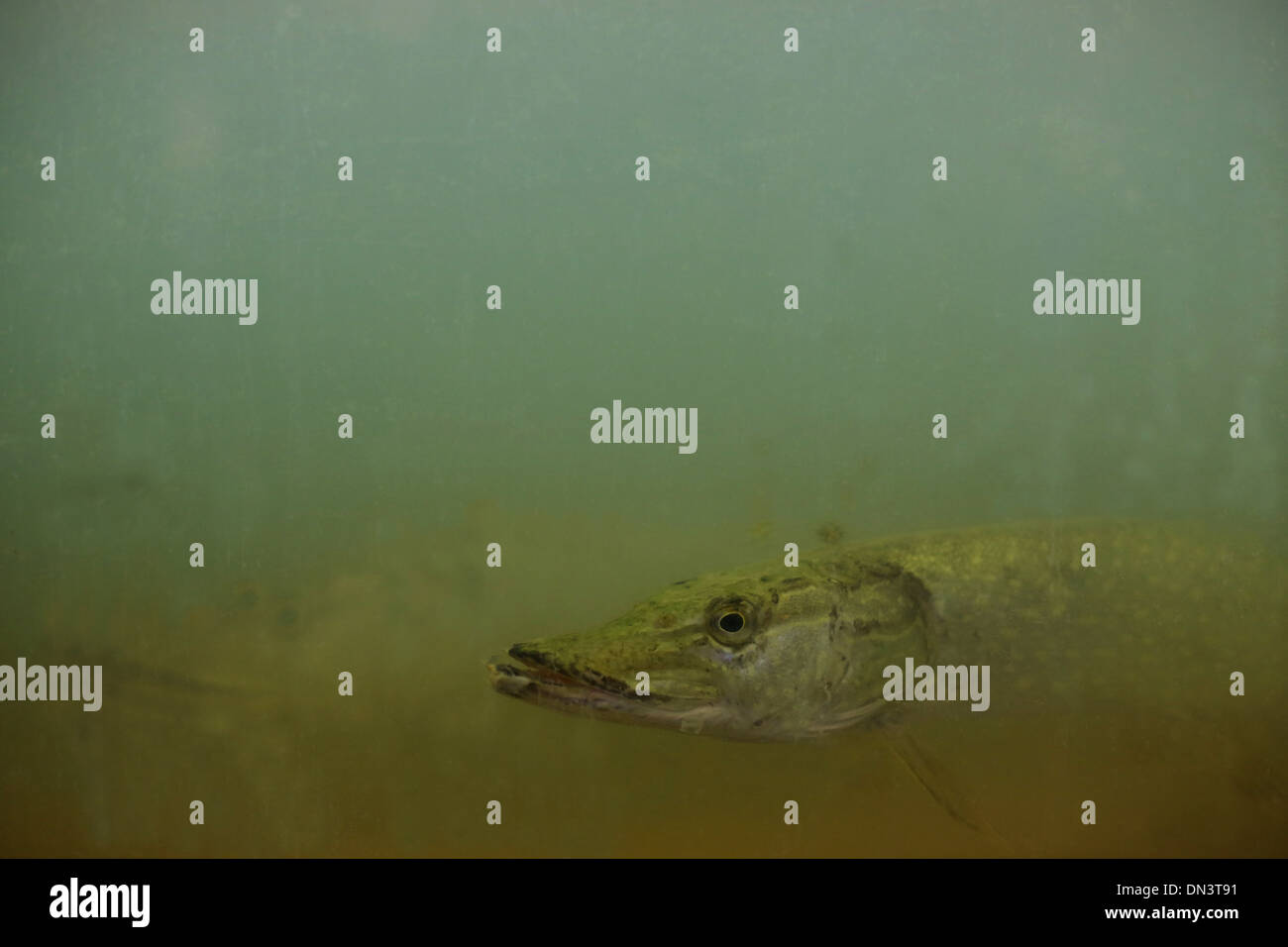 A northern pike in green murky water Stock Photo - Alamy
