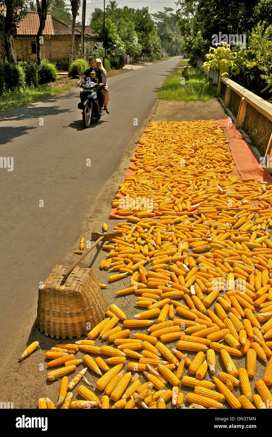 Corn drying alongside the road in Java, Indonesia Stock Photo - Alamy
