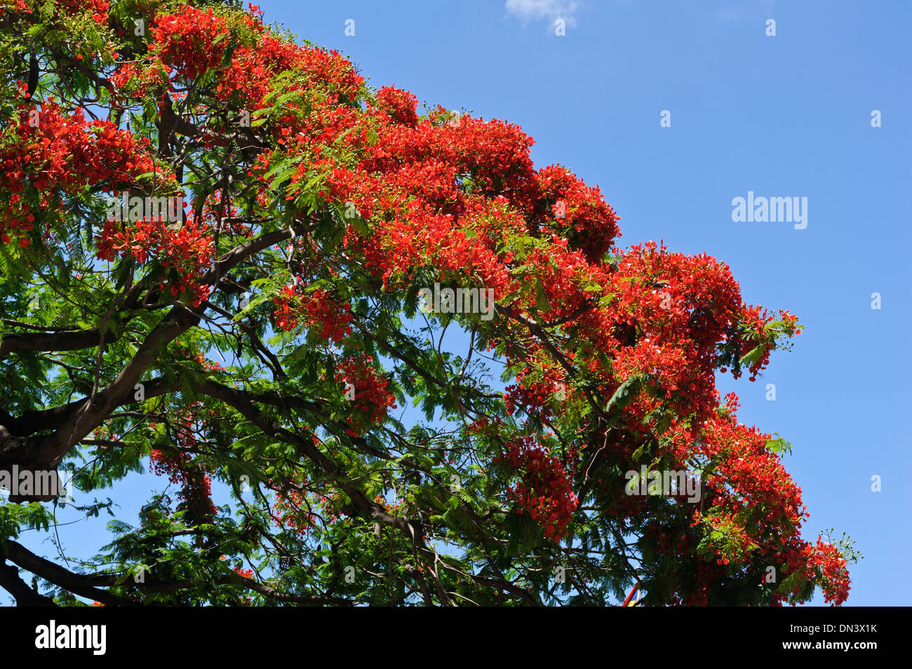 The vibrant colour of the flamboyant tree in full bloom during summer ...
