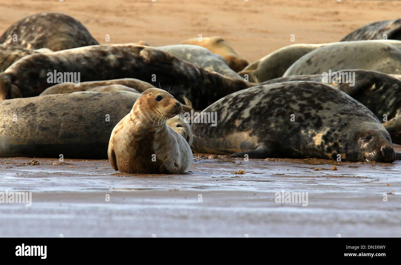Donna Nook, Grey seals, international, conservation, grey seal colony ...