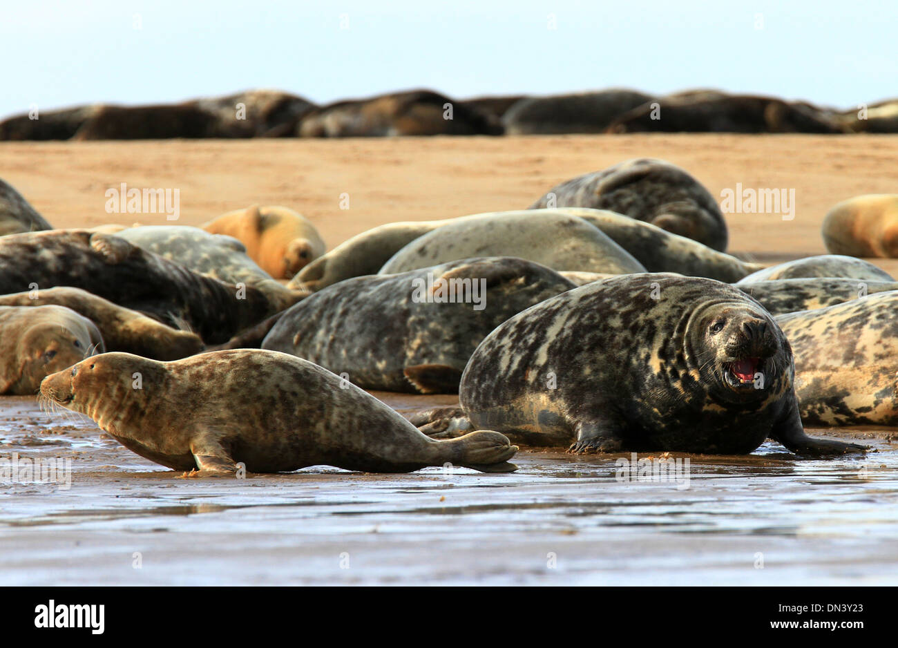 Donna Nook, Grey seals, international, conservation, grey seal colony ...