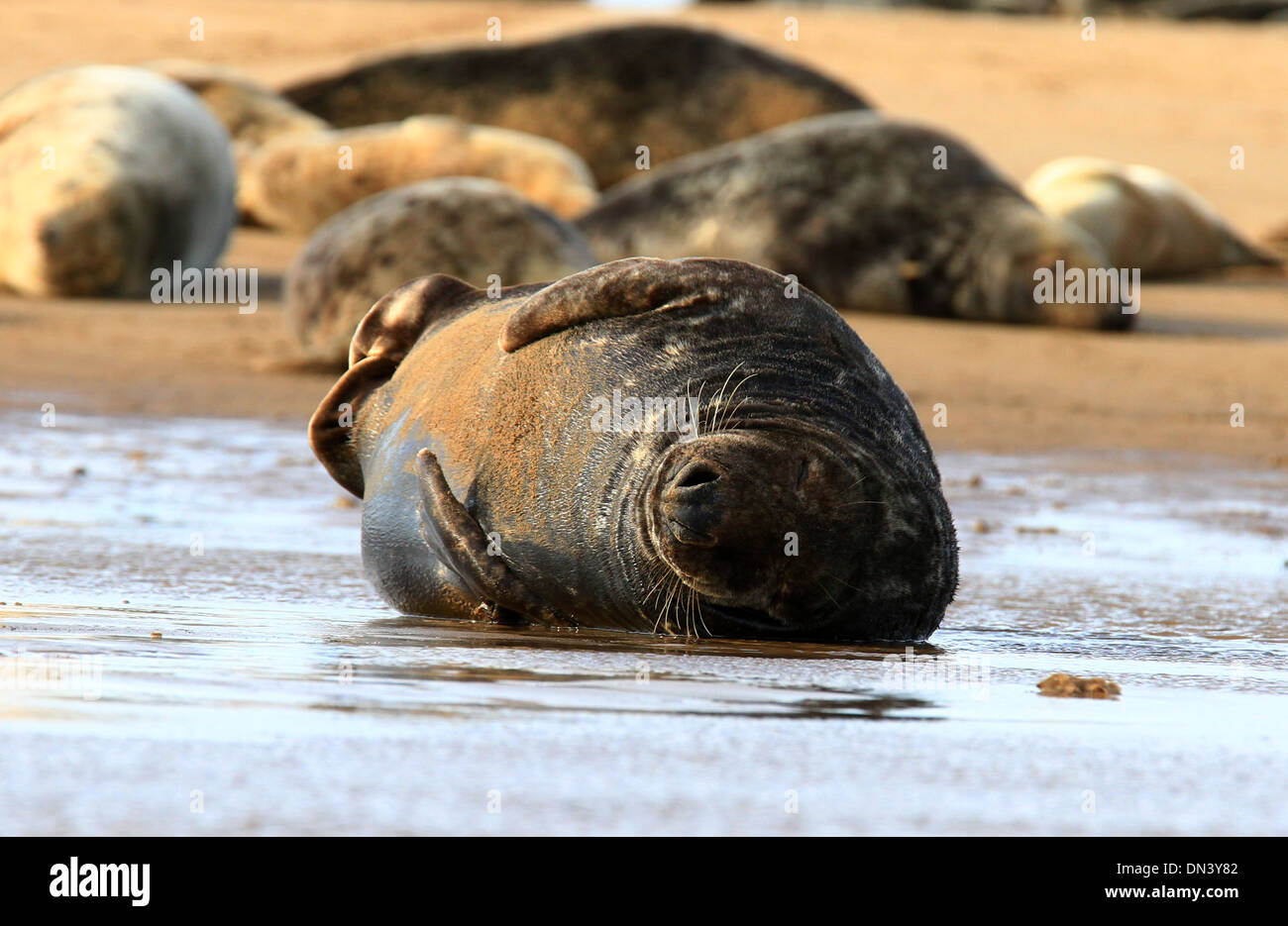 Donna Nook, Grey seals, international, conservation, grey seal colony ...