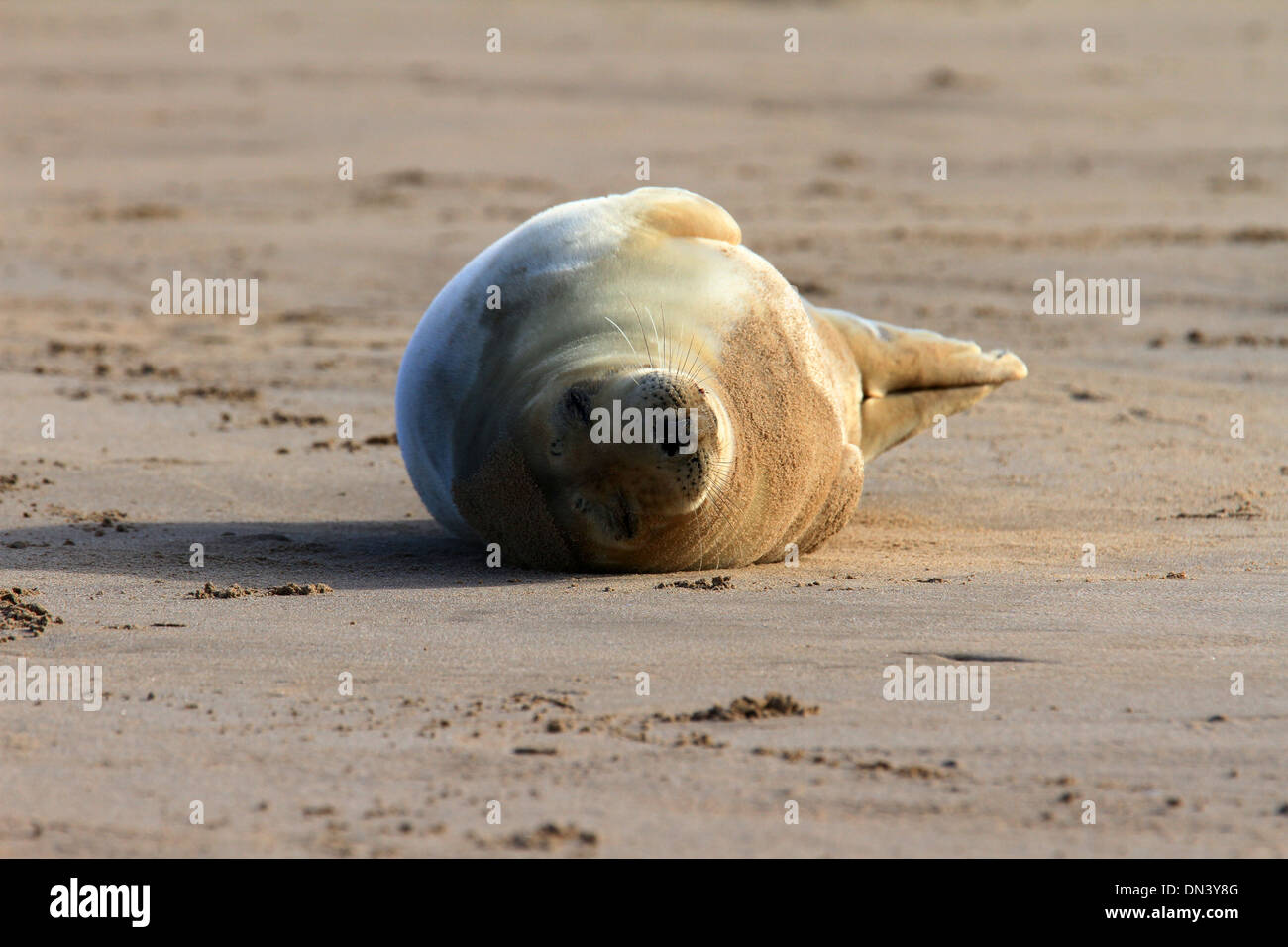 Donna Nook, Grey seals, international, conservation, grey seal colony ...