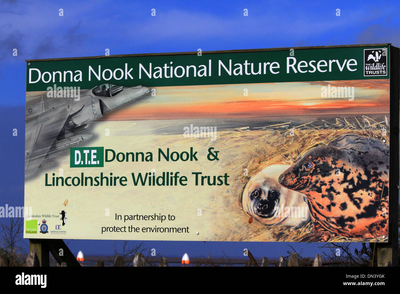 Donna Nook, Grey seals, international, conservation, grey seal colony ...