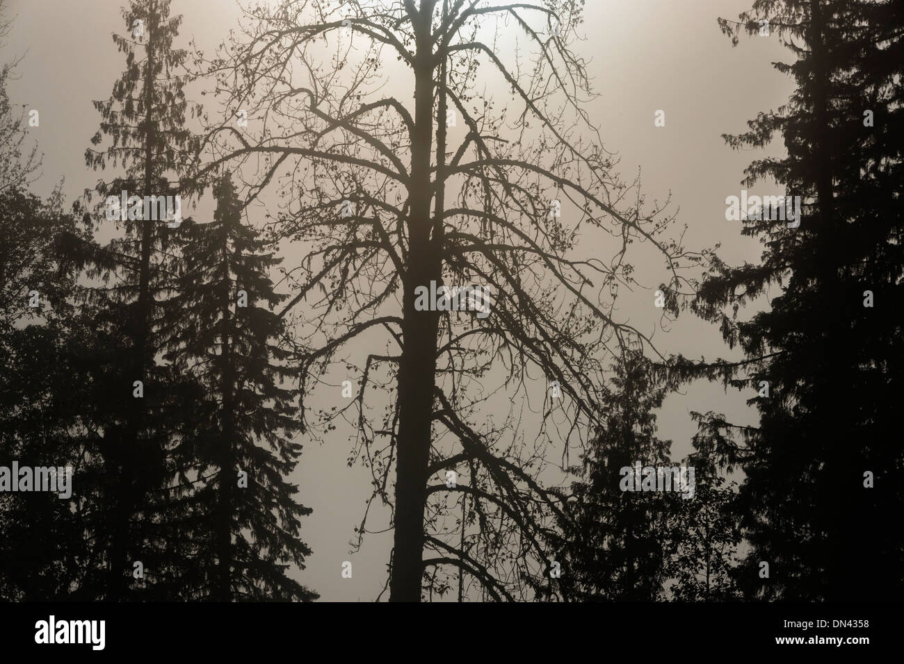 Back lit rain forest in morning mist, Mitchell River, Cariboo-Chilcotin ...
