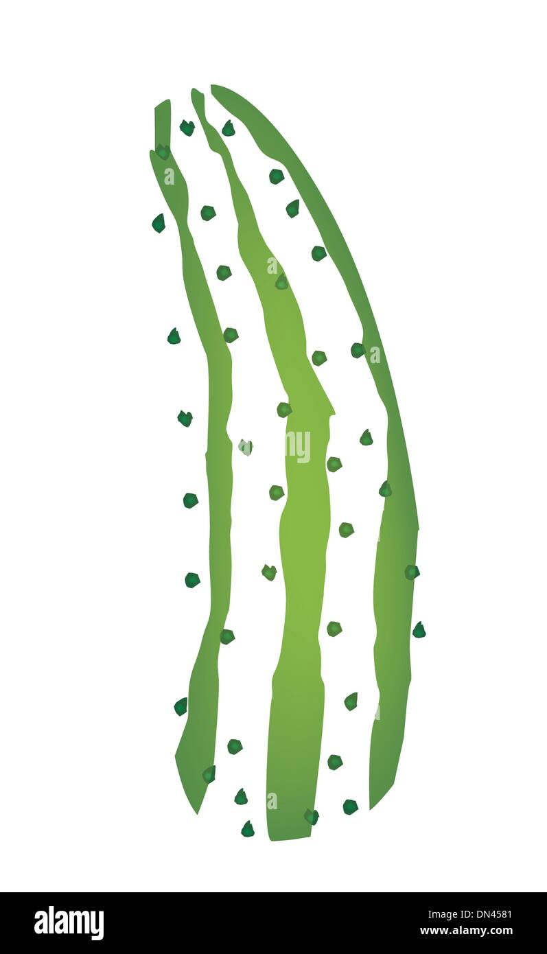 Garden cucumber Stock Vector Images - Alamy