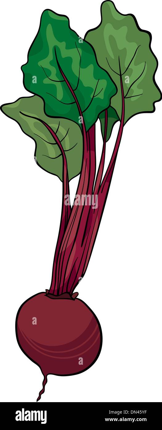 beet vegetable cartoon illustration Stock Vector Image & Art - Alamy