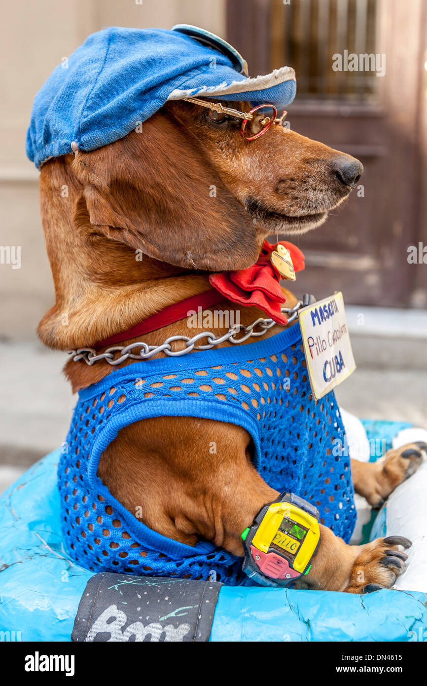 A Dog Performing In A Street Entertainment Show, Havana, Cuba Stock ...