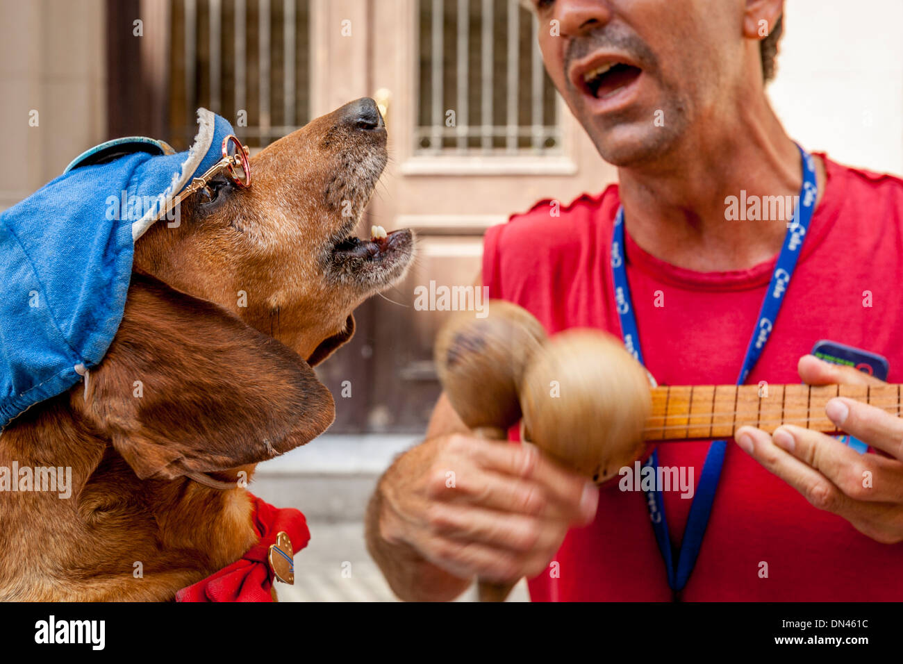 Street entertainer singing dog funny hi-res stock photography and ...