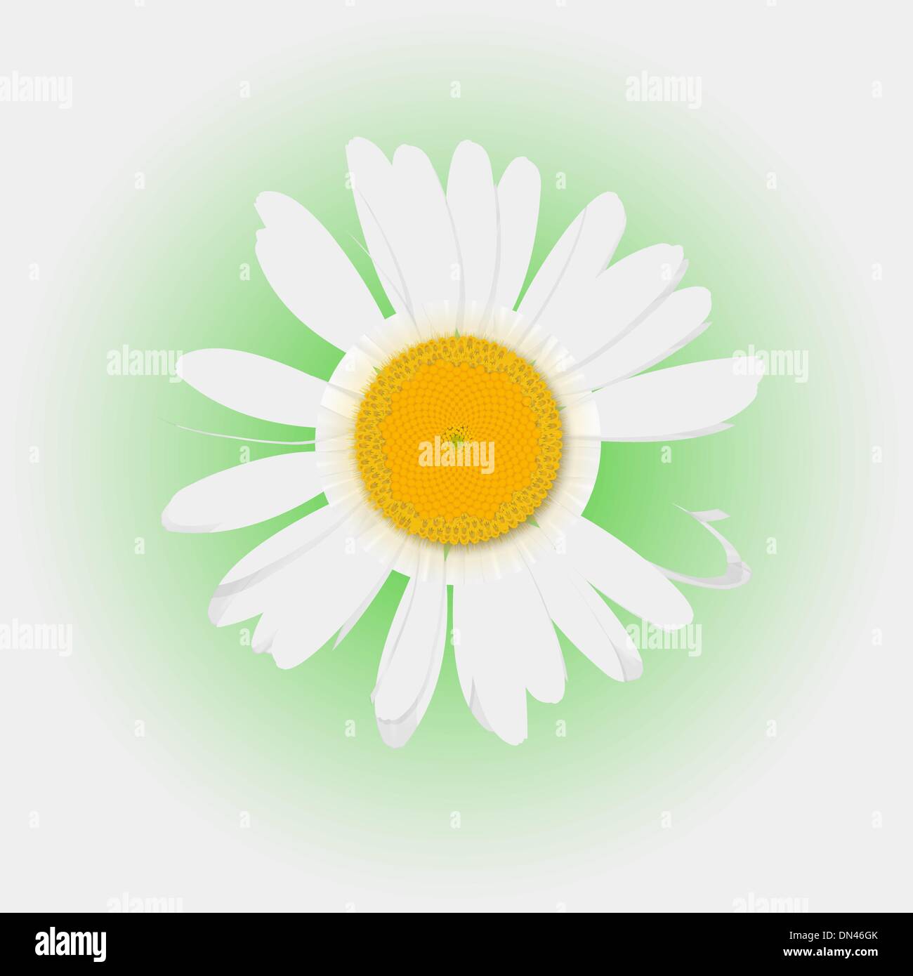 Chamomile image Stock Vector Images - Alamy