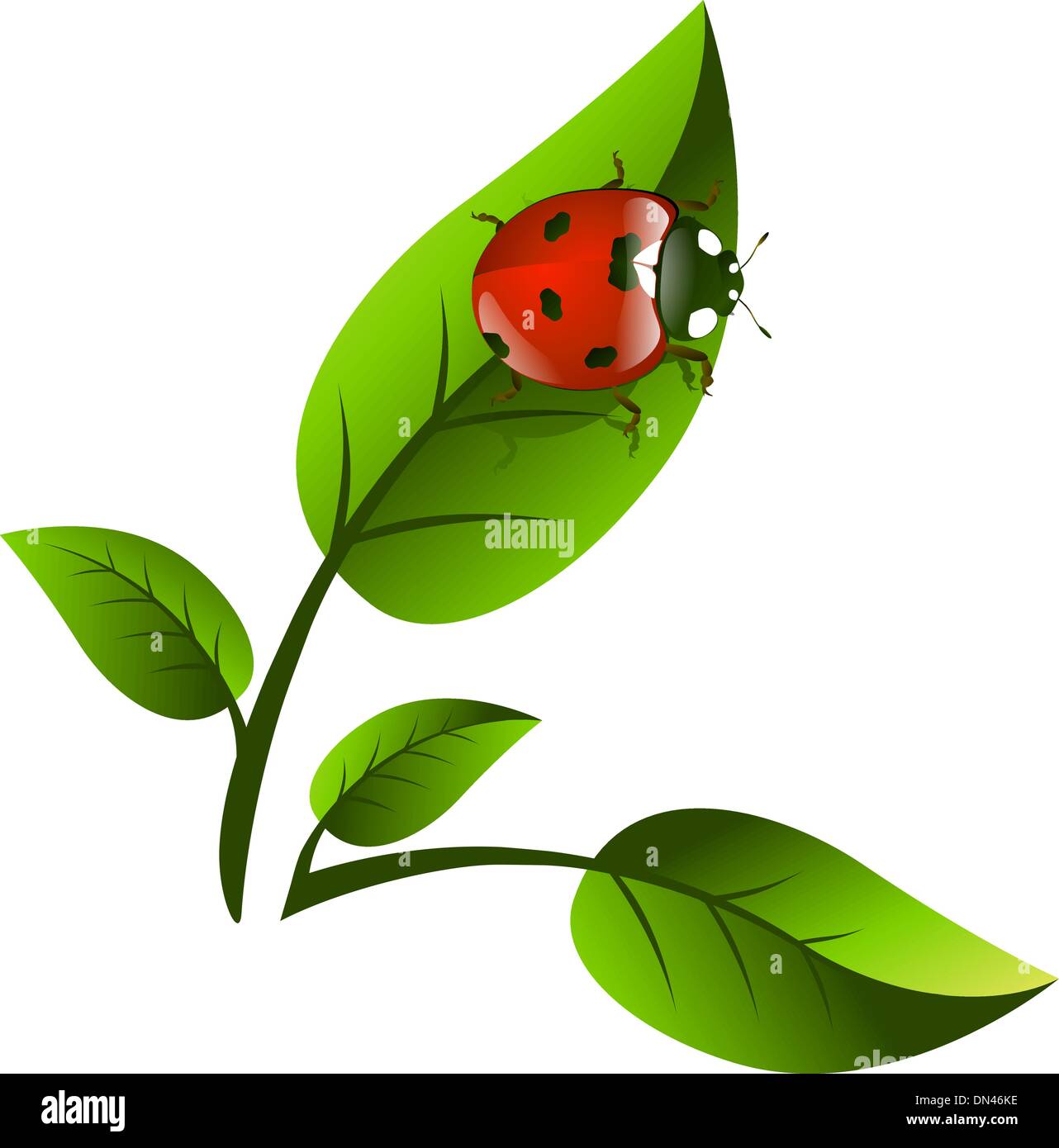 Ladybird insect leaf Stock Vector Images - Alamy