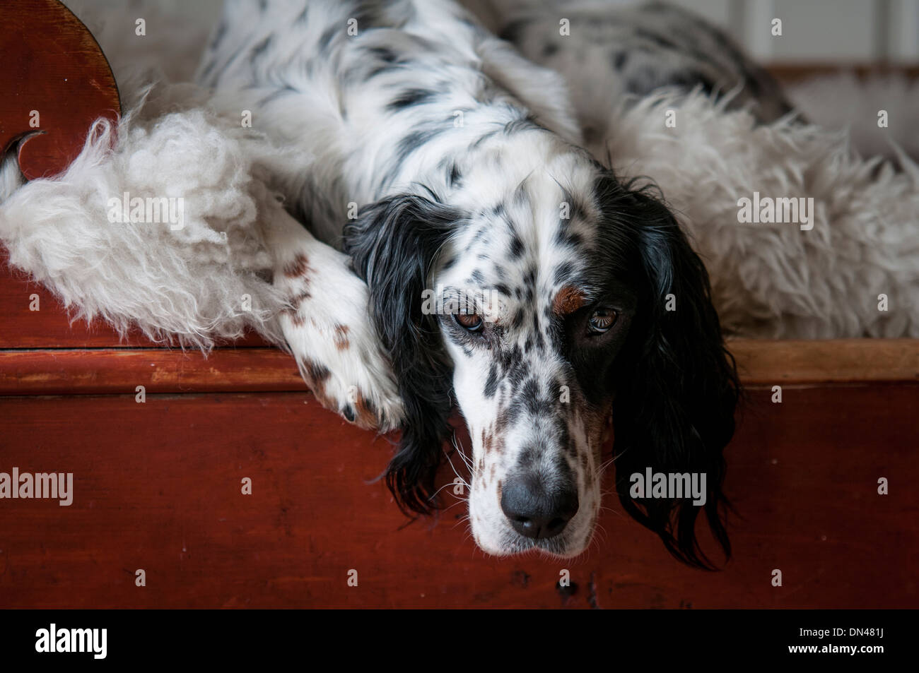 Setter face hi-res stock photography and images - Alamy