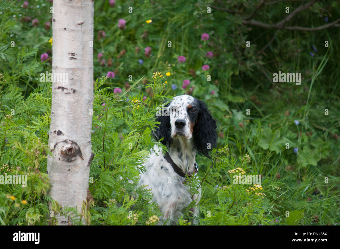 English setter dog sitting in meadow next to a tree Stock Photo - Alamy