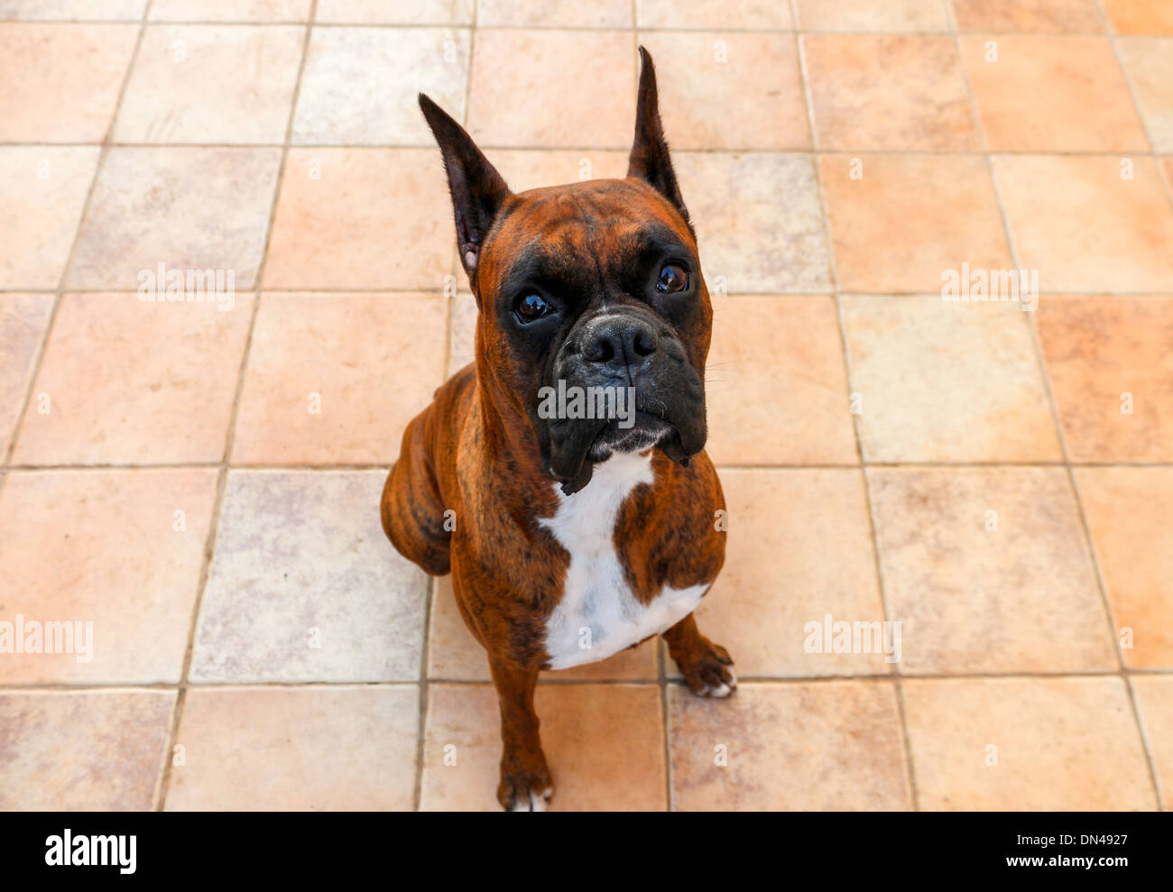 Cute boxer Dog looking at the camera Stock Photo - Alamy