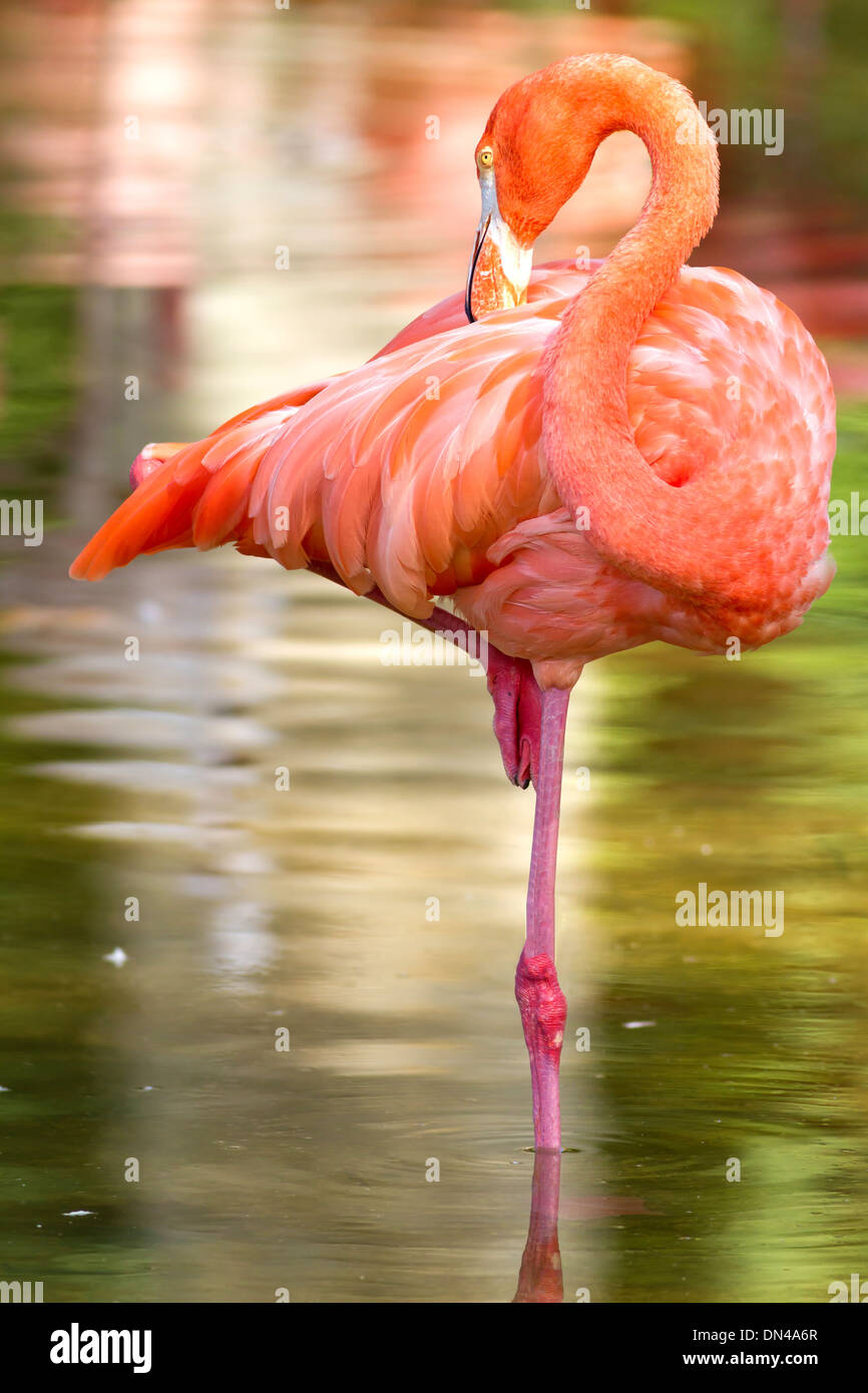 Flamingo animal bird hi-res stock photography and images - Alamy