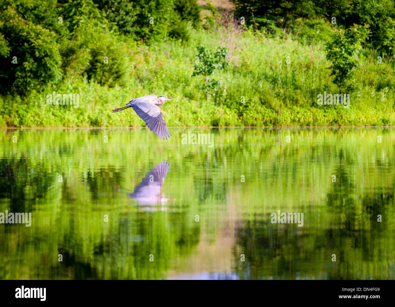 Gray heron reflection hi-res stock photography and images - Alamy