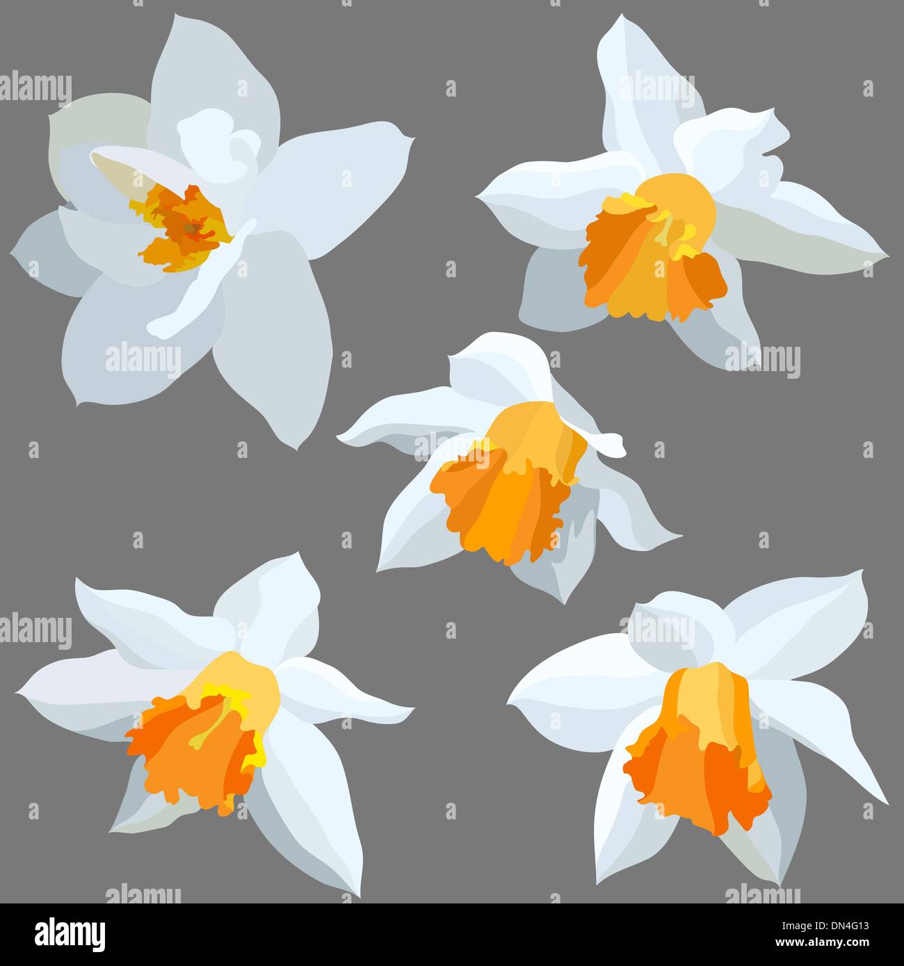Botanical illustration of narcissus Stock Vector Images - Alamy