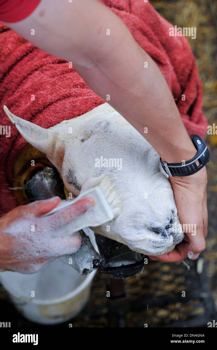 Sheep washing hi-res stock photography and images - Alamy