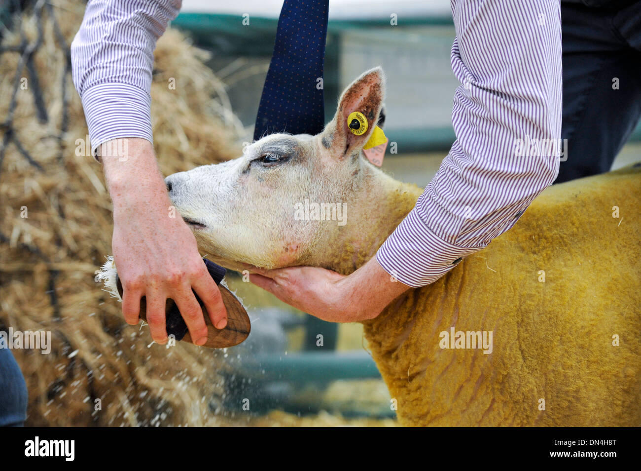 Sheep washing hi-res stock photography and images - Alamy