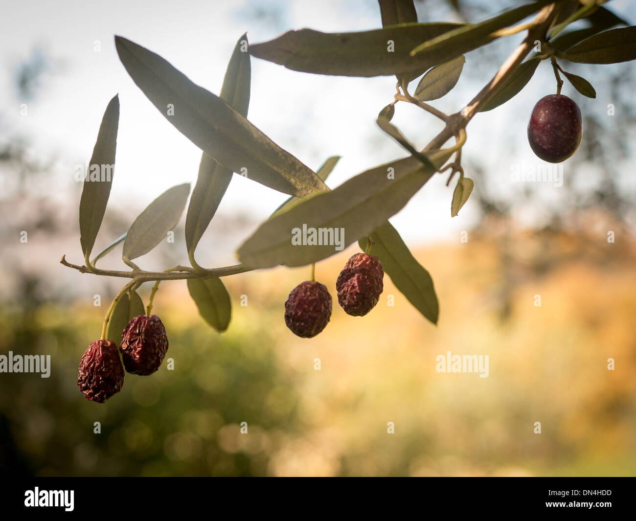 Upright olive branch hi-res stock photography and images - Alamy